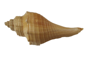 What is a Ganesha Shankh and it's Benefits?