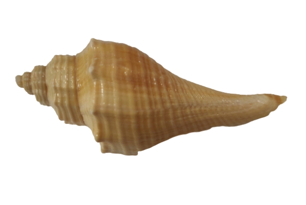 What is a Ganesha Shankh and it's Benefits?