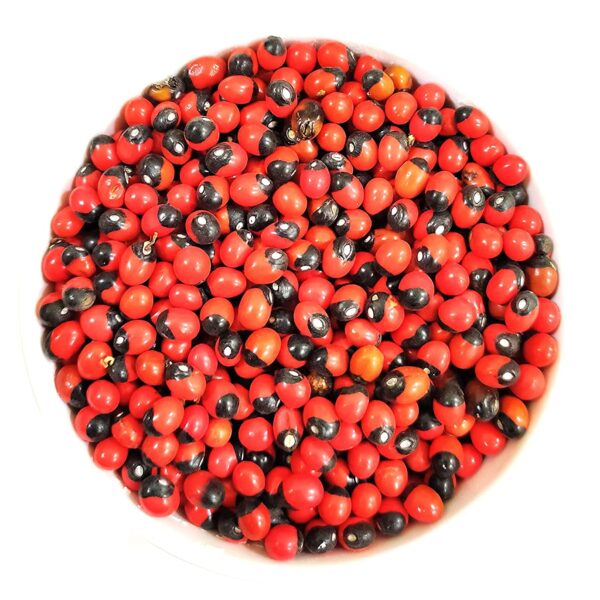 Original Indrajal Plant for Protection, Luck and Prosperity