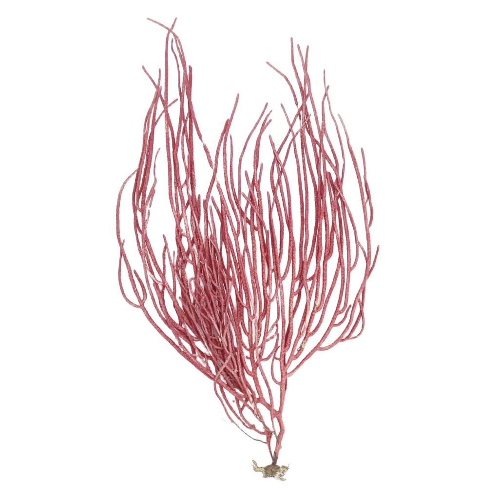 Natural Red Mayajal Plant for Astrology and Vastu Remedies
