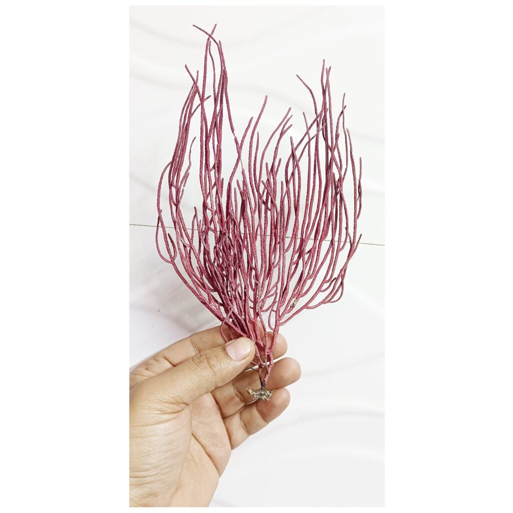 Natural Red Mayajal Plant for Astrology and Vastu Remedies